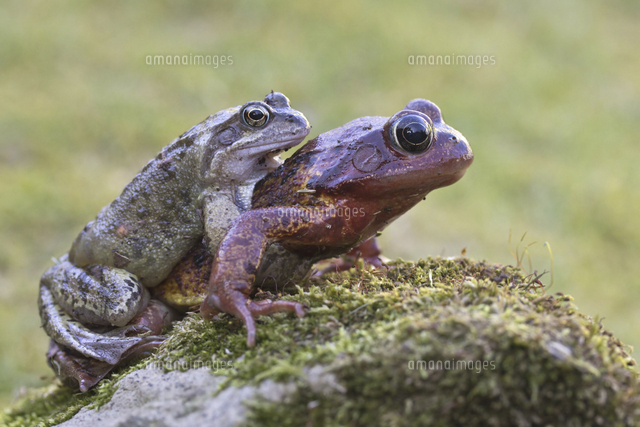 Common Frog (Rana temporaria) adult pair, in amplexus on mos ...