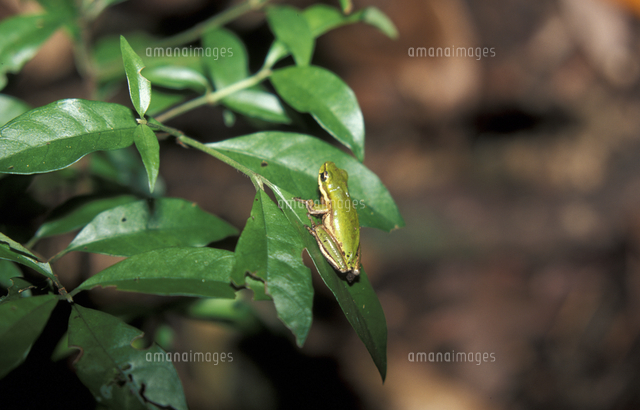 Northern Dwarf Tree Frog (Litoria bicolor)[32259008092]の写真素材・イラスト素材｜アマナ ...