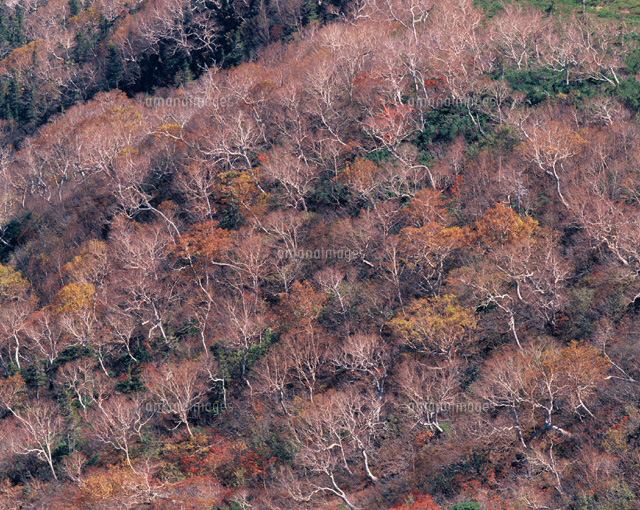 晩秋の樹々 乗鞍 長野県[02022029315]の写真素材・イラスト素材｜アマナイメージズ