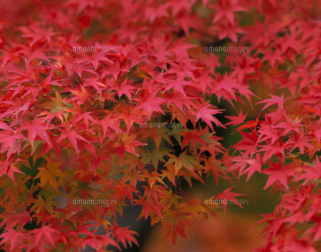 紅葉[02022030155]の写真素材・イラスト素材｜アマナイメージズ