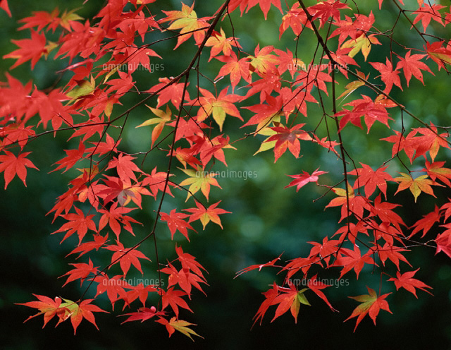 もみじ[02022044666]の写真素材・イラスト素材｜アマナイメージズ