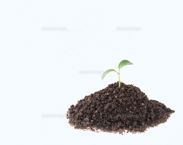 双葉[02022047149]の写真素材・イラスト素材｜アマナイメージズ