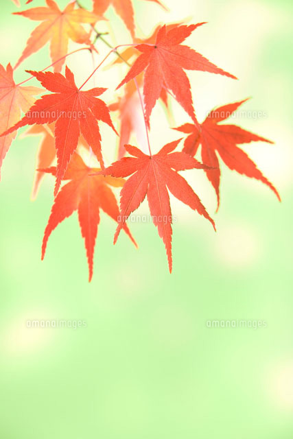 紅葉[02022345985]の写真素材・イラスト素材｜アマナイメージズ