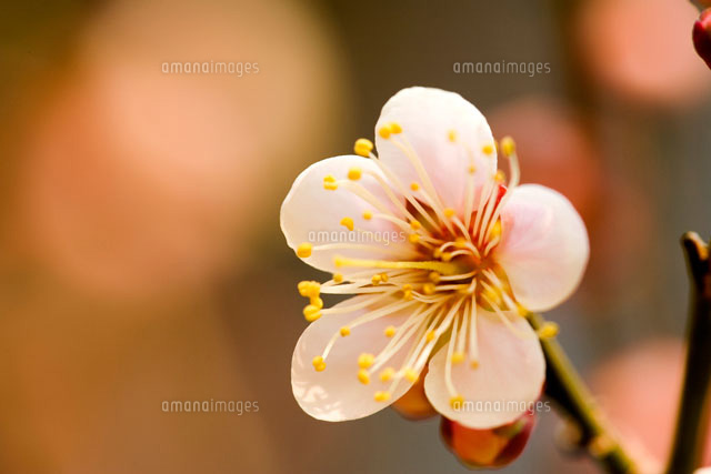 白梅アップ[02022346051]の写真素材・イラスト素材｜アマナイメージズ