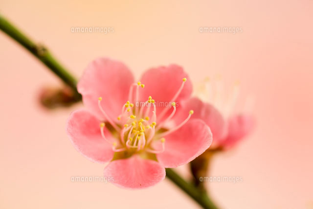 梅の花アップ[02022346094]の写真素材・イラスト素材｜アマナイメージズ