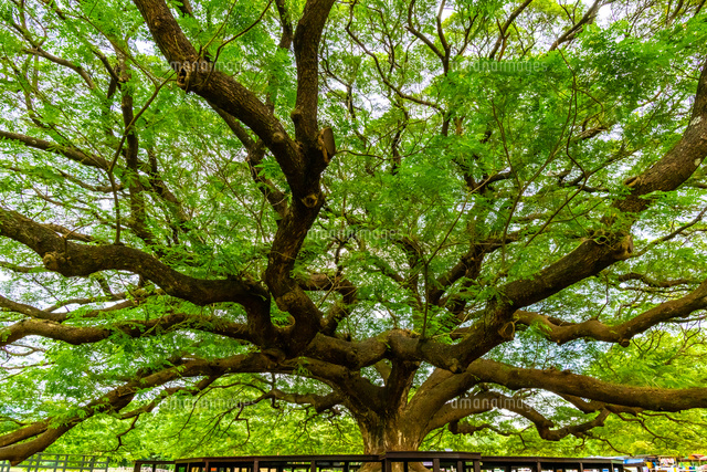 Chamchuri Giant Tree, Kanchanaburi, Thailand[10920000775]の写真素材・イラスト素材 ...
