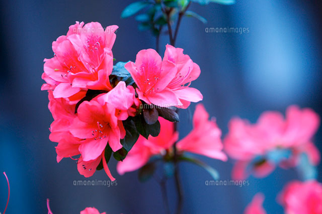 bunch of Azaleas blossom in spring[11010008171]の写真素材・イラスト素材｜アマナイメージズ