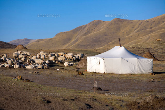 Flock Of Sheep & Tent[11010038869]の写真素材・イラスト素材｜アマナイメージズ