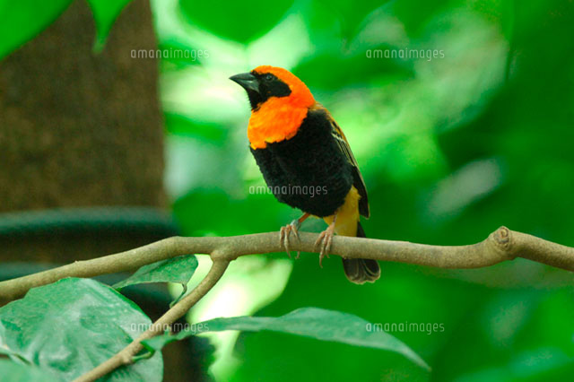 Bird standing on branch[11010040998]の写真素材・イラスト素材｜アマナイメージズ