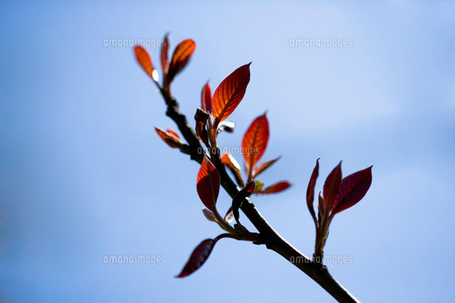 Close-up of a twig with sprout[11010042087]の写真素材・イラスト素材｜アマナイメージズ