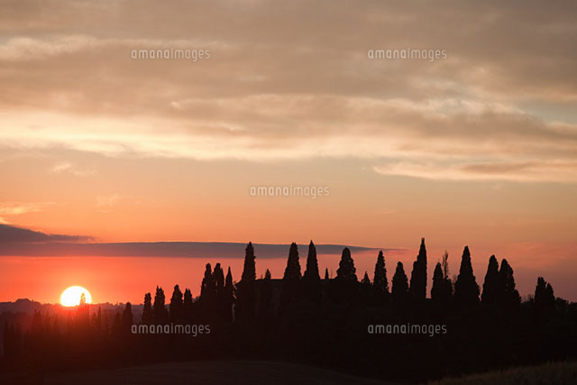Cypress trees at sunset near Siena[11015201636]の写真素材・イラスト素材｜アマナイメージズ