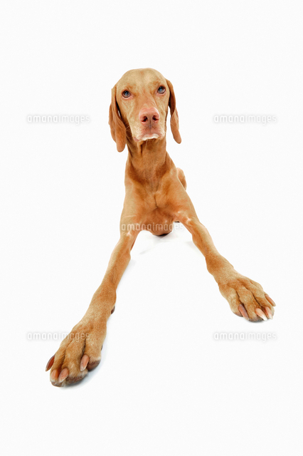 Studio portrait of vizsla dog getting up[11015233749]の写真素材・イラスト素材｜アマナイメージズ