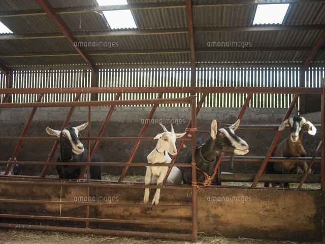 Four goats looking sideways in farm barn[11015251874]の写真素材・イラスト素材｜アマナイメージズ