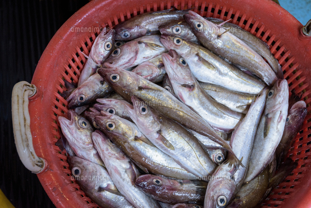 Basket of freshly caught Whiting fish, Merlangius merlangus, on trawler ...
