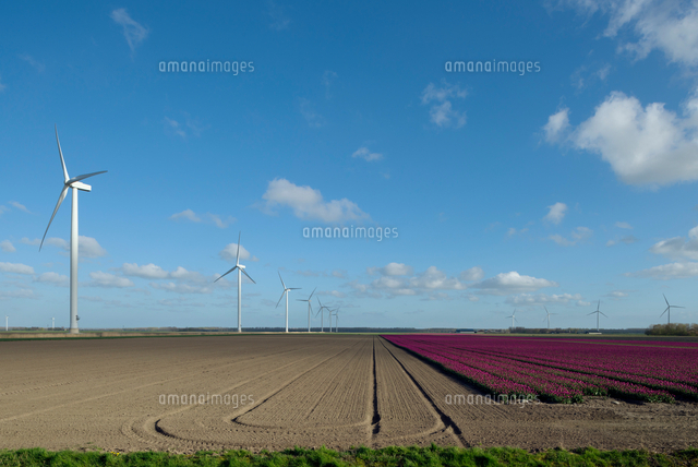Wind turbines in field on farmland, Zeewolde, Flevoland, Netherlands ...