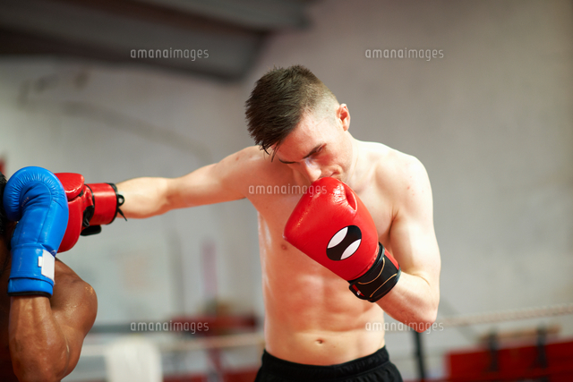 Two boxers sparring in boxing ring[11015288982]の写真素材・イラスト素材｜アマナイメージズ