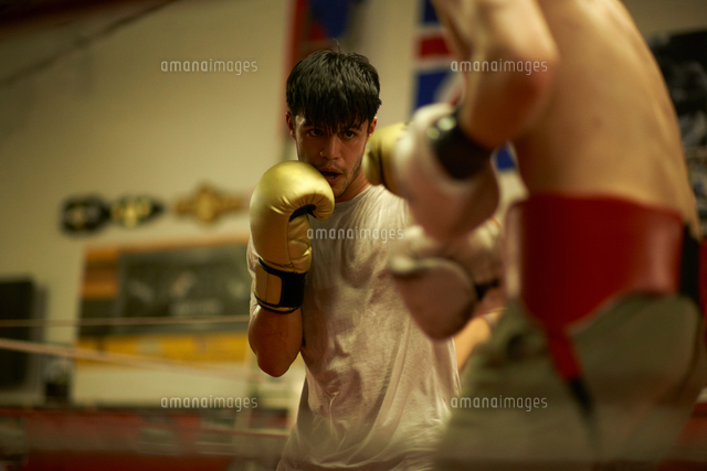 Two boxers sparring in boxing ring[11015289014]の写真素材・イラスト素材｜アマナイメージズ
