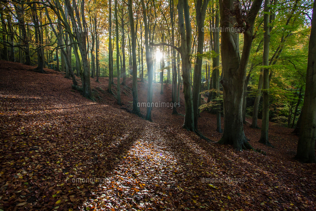 Sunlight through trees in forest, Cheltenham, UK[11015305054]の写真素材・イラスト ...