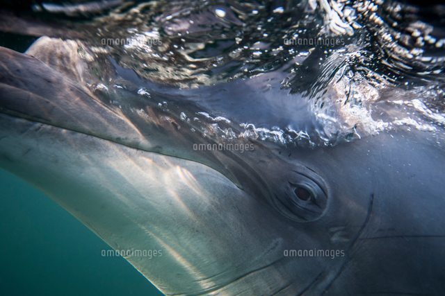 Bottlenose dolphin's eye, close-up, underwater view[11015346548]の写真素材 ...