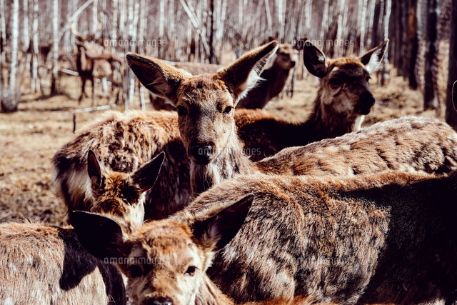 Herd of deer in forest, Ural, Sverdlovsk, Russia[11015355396]の写真素材・イラスト ...