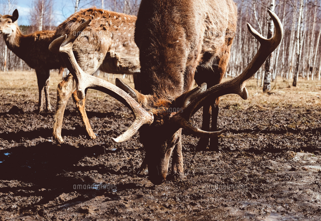 Herd of deer grazing in forest, Ural, Sverdlovsk, Russia[11015355398]の ...