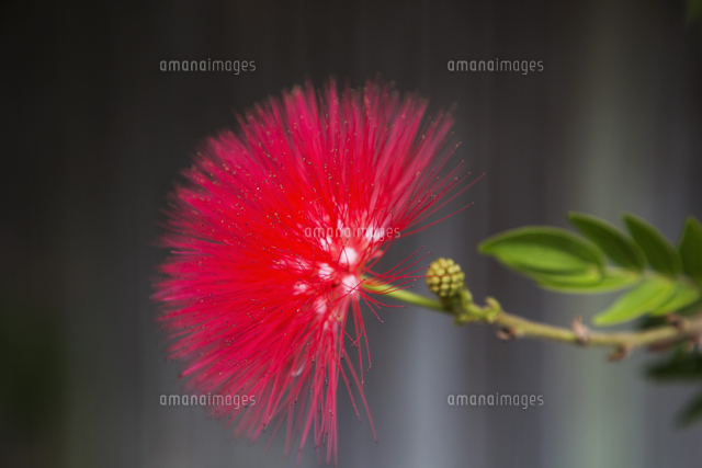 Close up vibrant, spiny red flower[11016040302]の写真素材・イラスト素材｜アマナイメージズ