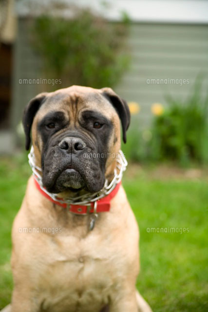 Chained guard dog[11029009083]の写真素材・イラスト素材｜アマナイメージズ