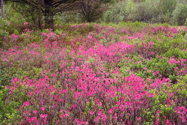 Wild Rhododendron Gorham’s Bluff[11030005371]の写真素材・イラスト素材｜アマナイメージズ