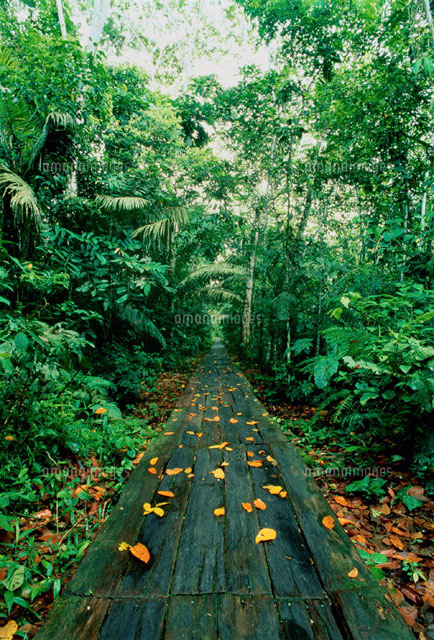 Path Through Forest Amazon Basin[11030006504]の写真素材・イラスト素材｜アマナイメージズ