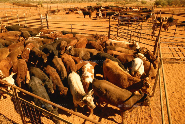 Cattle Station[11030009453]の写真素材・イラスト素材｜アマナイメージズ