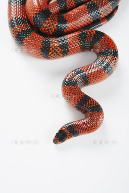 Snake[11030023654]の写真素材・イラスト素材｜アマナイメージズ