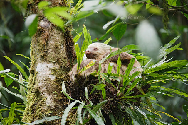 Two-toed Sloth in Tree[11030023819]の写真素材・イラスト素材｜アマナイメージズ