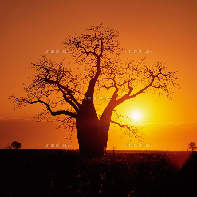 Boab Tree，Sunset Silhouette，Kimberley Region，Australia[11030025977]の写真 ...