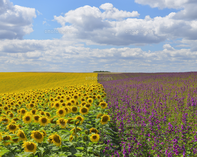 Sunflower and Mallow Field, Arnstein, Main-Spessart, Francon ...
