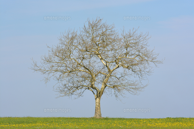 Plane Tree in Spring, Baden-Wurttemberg, Germany[11030043547]の写真素材・イラスト ...