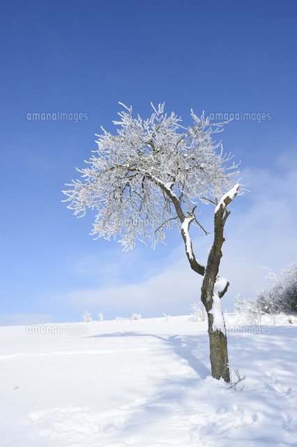 Landscape with Frozen Fruit Tree on Sunny Day in Winter, Upper ...