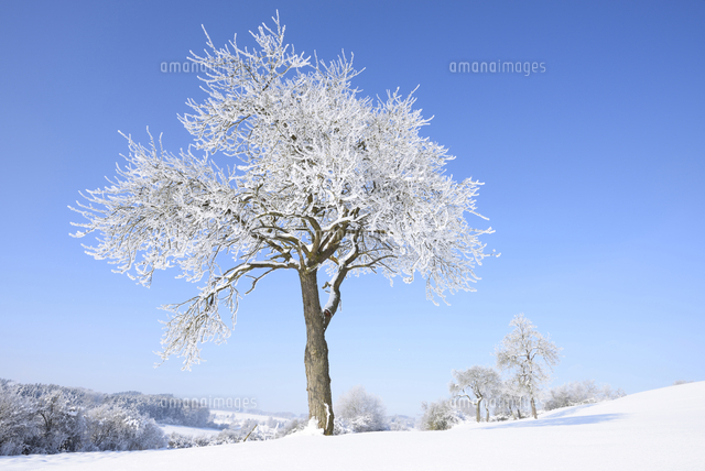 Landscape with Frozen Fruit Tree on Sunny Day in Winter, Upper ...