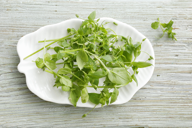 A plate of fresh chickweed[11047071503]の写真素材・イラスト素材｜アマナイメージズ