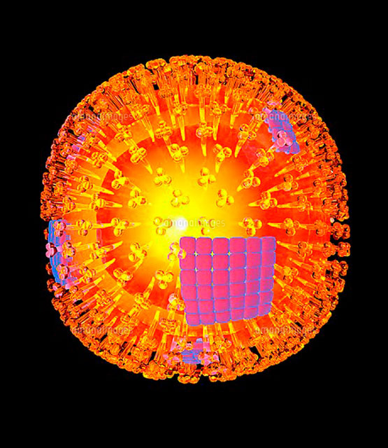 Flu virus particle，artwork[11068002773]の写真素材・イラスト素材｜アマナイメージズ