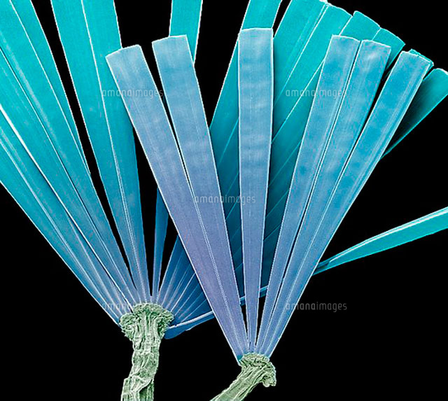 Licmorpha freshwater diatom，SEM[11068005033]の写真素材・イラスト素材｜アマナイメージズ
