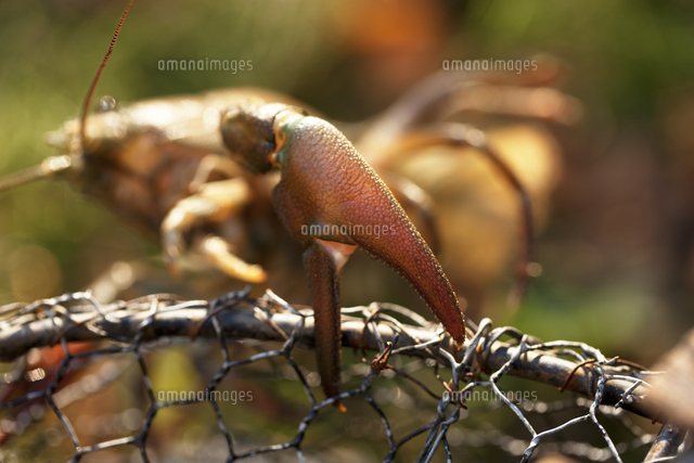 Close-up of crayfish pincers in cage[11077007939]の写真素材・イラスト素材｜アマナイメージズ