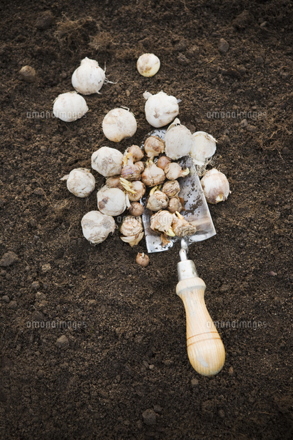 High angle view of garden spade with bulbs[11077008762]の写真素材・イラスト素材｜アマナ ...