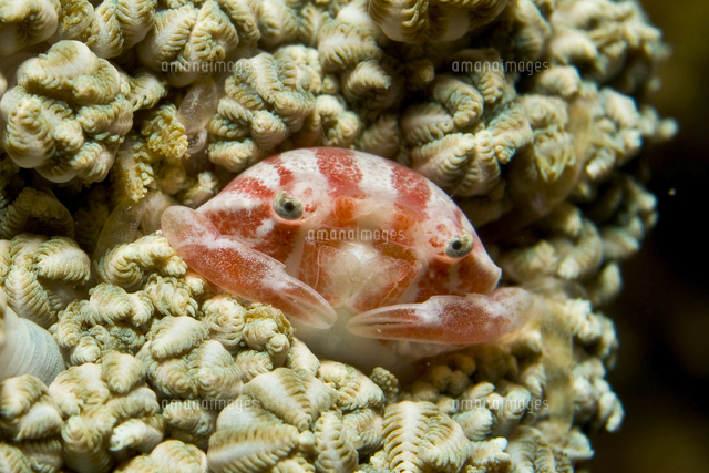 Tiny red and white striped raspberry crab, Komodo, Indonesia ...