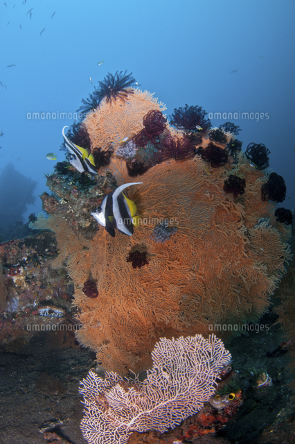 Bannerfish on a brown sea fan with crinoid stars, Bali, Indo ...