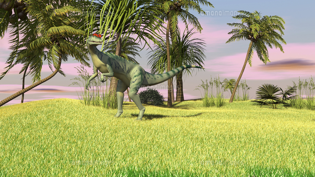 Dilophosaurus hunting in a field for its next meal.[11079022239]の写真素材 ...