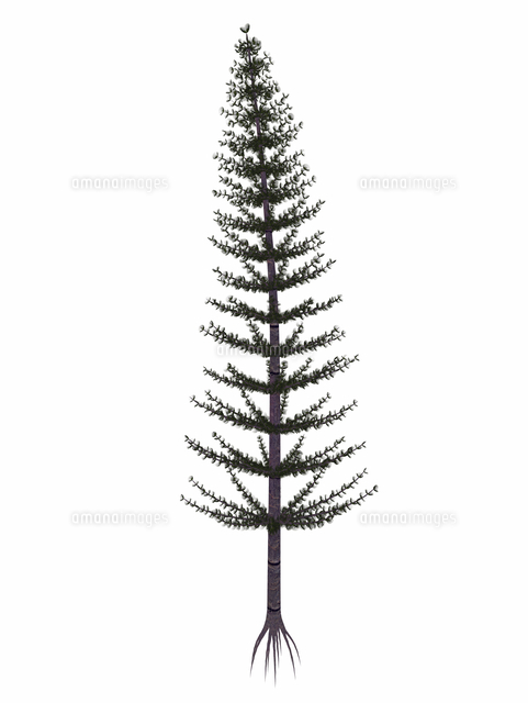 Calamites prehistoric tree from the Carboniferous and Permian periods ...