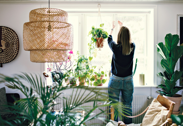 Rear view of woman closing window in room at home[11081027943]の写真素材 ...