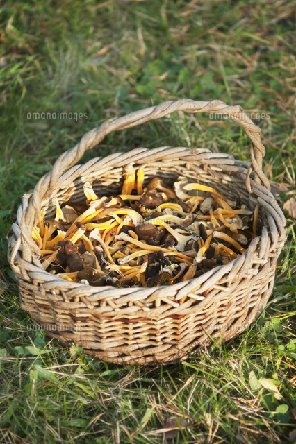 Sweden, Uppland, Herrang, Basket of chanterelle mushroom[11090000290]の ...