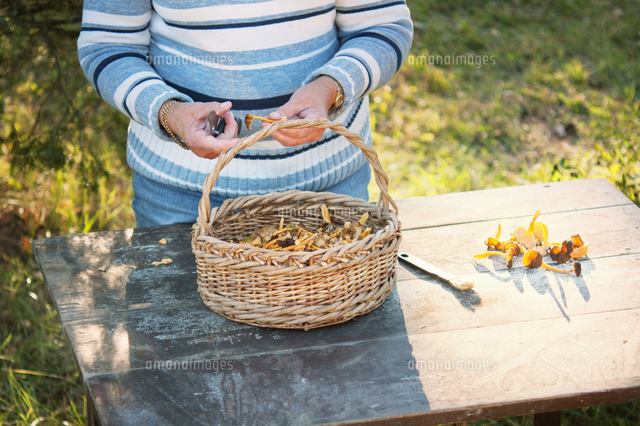 Sweden, Uppland, Herrang, Midsection of woman harvesting cha ...