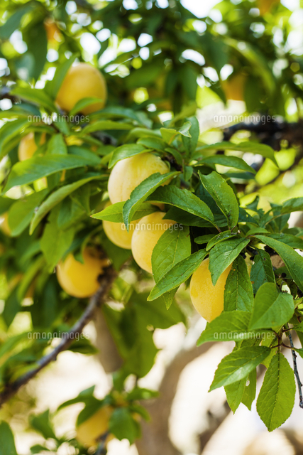 Spain, Menorca, Close up of fruits on branch[11090008485]の写真素材・イラスト素材 ...